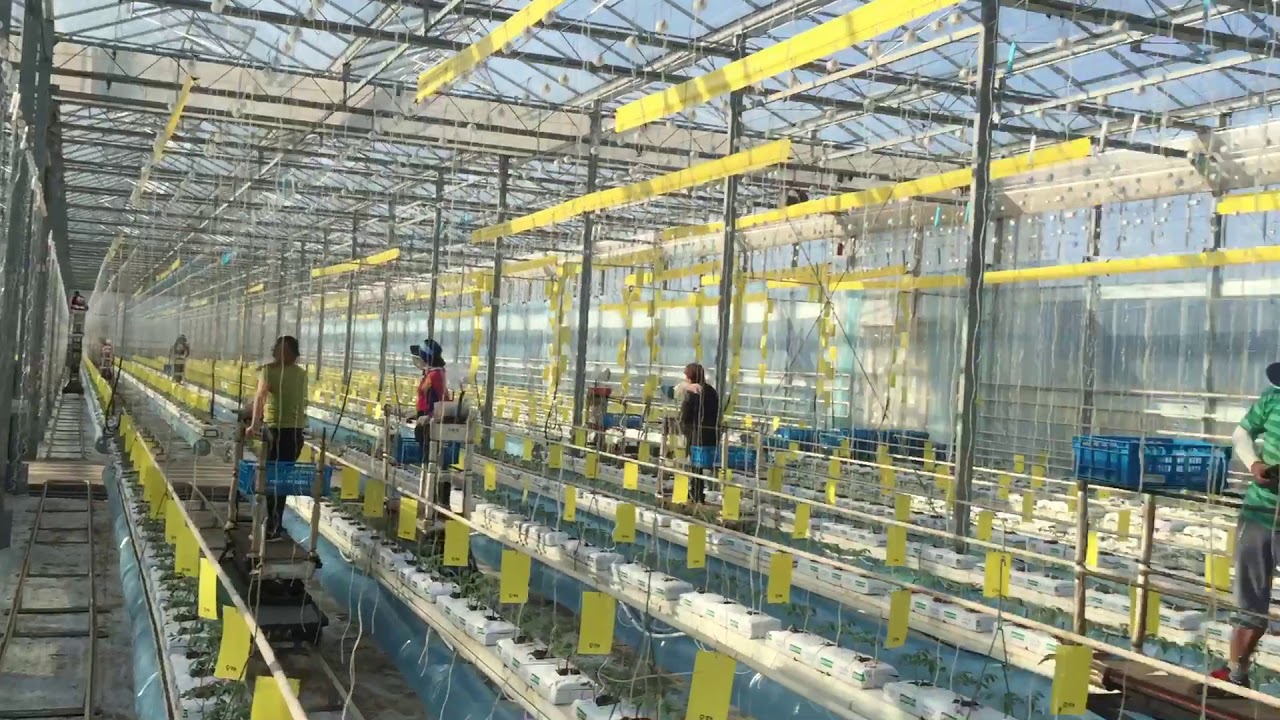 agriculture in south korea - YouTube