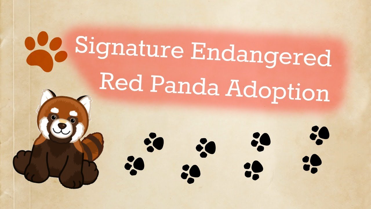 [Adoption] Signature Endangered Red Panda - YouTube
