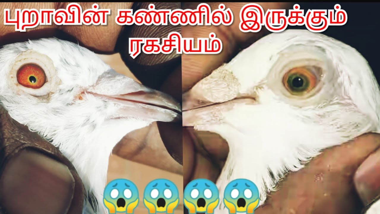 How to find high timing parava or high flyer pigeon using its eye in ...