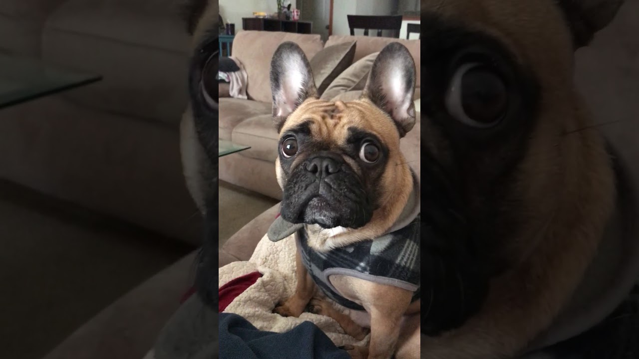 French Bulldog Drooling While Doing Tricks (CUTE alert) - YouTube