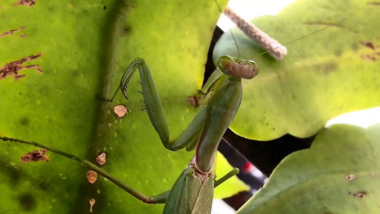 Olympus Tg6 Microscope Mode Video - Giant Asian Mantis - YouTube