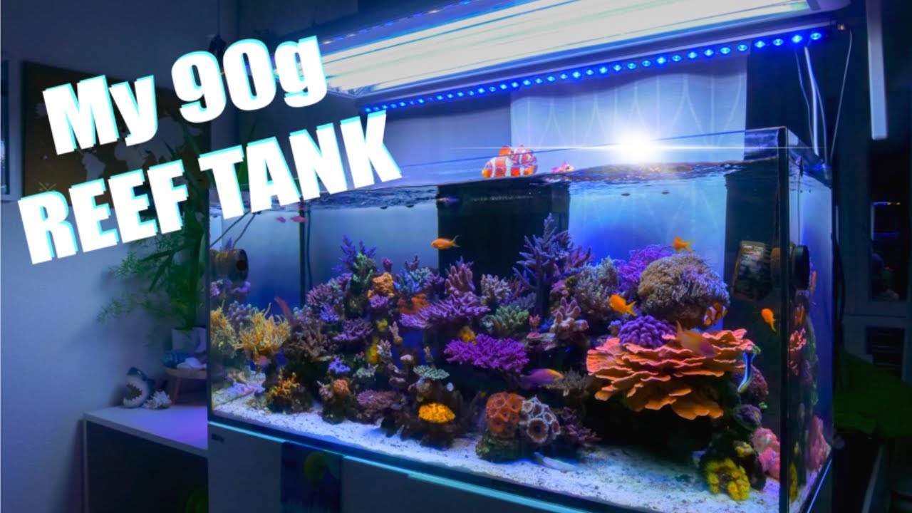 My 90g REEF TANK ¦ SPS coral dominant aquarium - YouTube