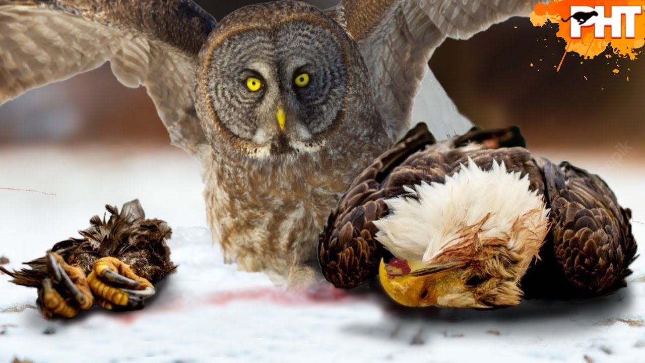 Killer Owl's Amazing Hunting Skills Terrify Its Prey | Wild Animal ...