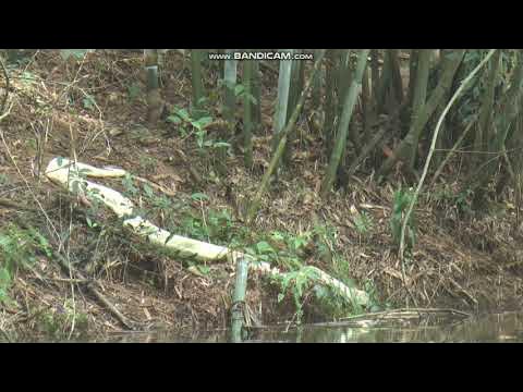 White Python Attack Girl ( Wrapped and Squeeze scene ) - YouTube