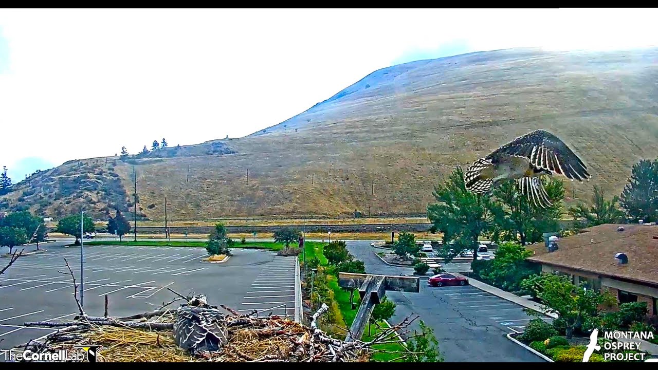 Sum-eh on the perch, then circles the nest, then back to the nest 2024 ...