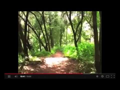 SAVE WALDBA GEDAM - YouTube