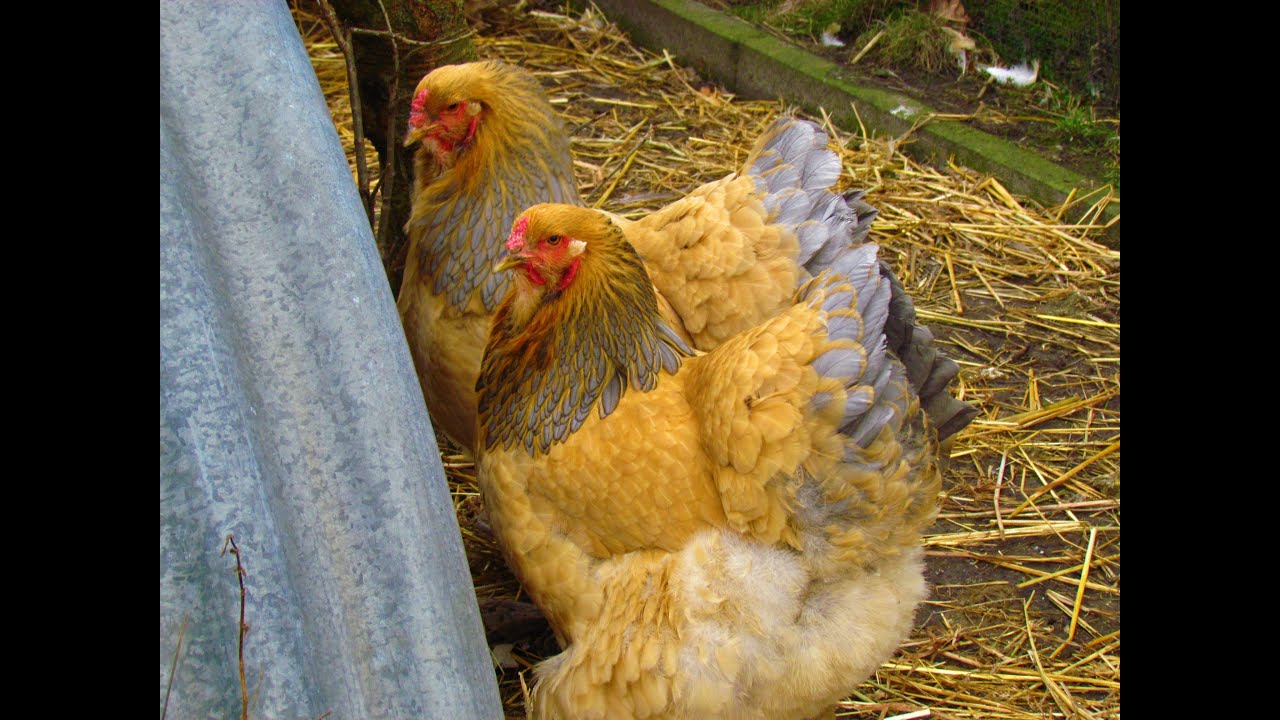 Brahma chicken (Blue buff & black buff columbians) Belgium - YouTube