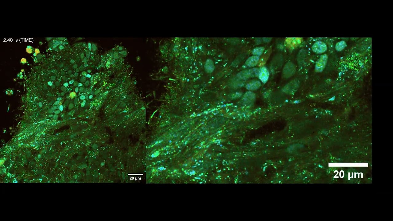 Real-time, high-resolution, label-free, non-invasive imaging within ...