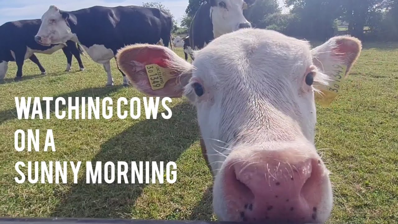 Watch Cows in the Sunshine🌄 Friendly Cows and Calves🐄 Cows Mooing ...