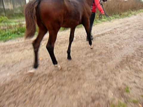 Quintinius Teil 9 - YouTube