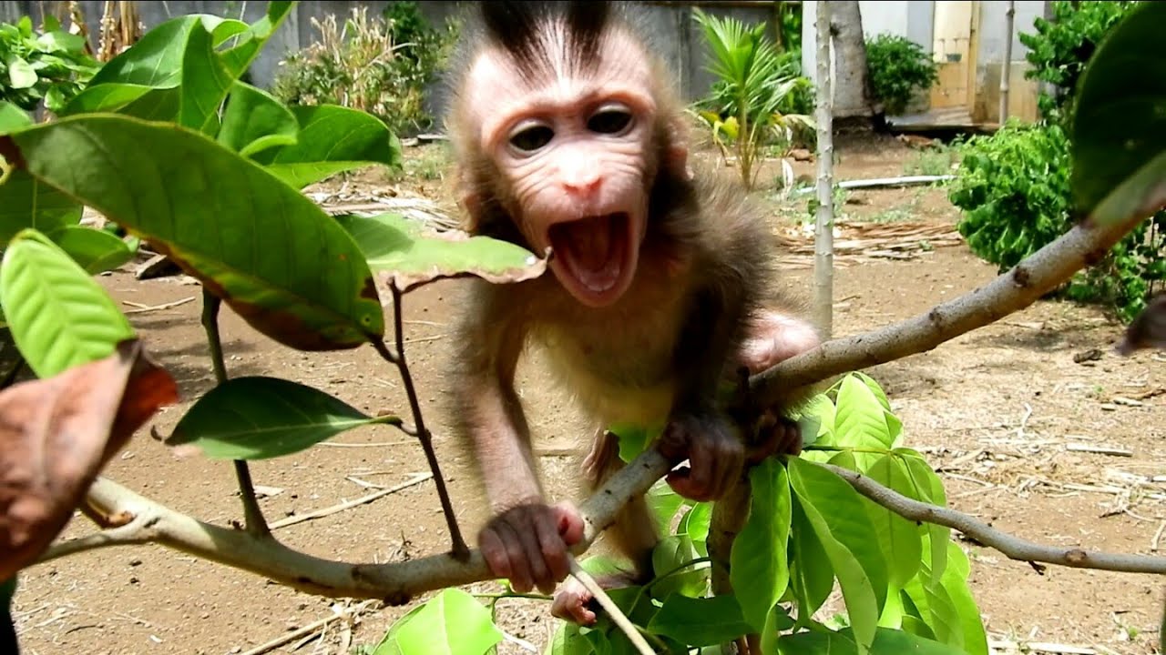 Congratulations! Monkey baby Nana, take a walk on the tree of the ...