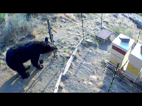 How To Fence Bears From Bees