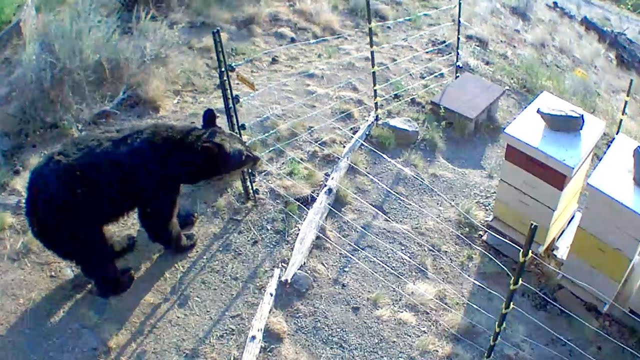 Many bears at the bee hives and how I saved them - YouTube