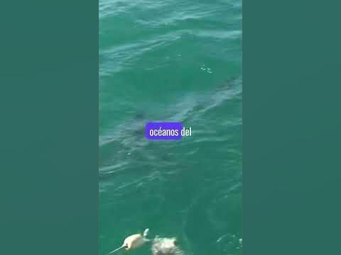 Secretos del Océano Profundo Descubriendo el Mundo Misterioso de los Tiburones #documental - YouTube