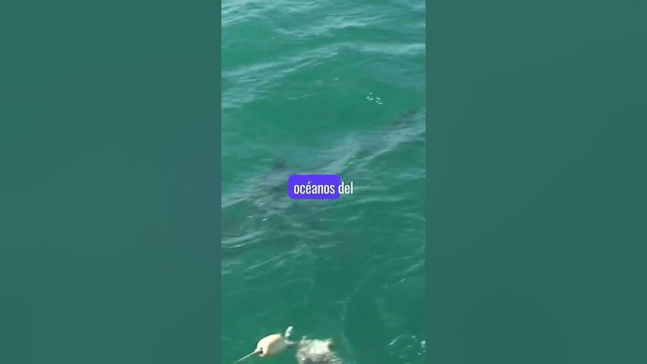 Secretos del Océano Profundo Descubriendo el Mundo Misterioso de los Tiburones #documental - YouTube