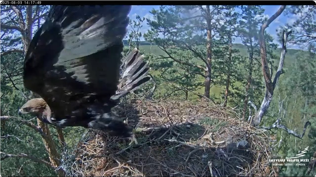 Meldrs izlido / Meldrs fledges Latvijas valsts meži LVM Klinšu ērglis ...