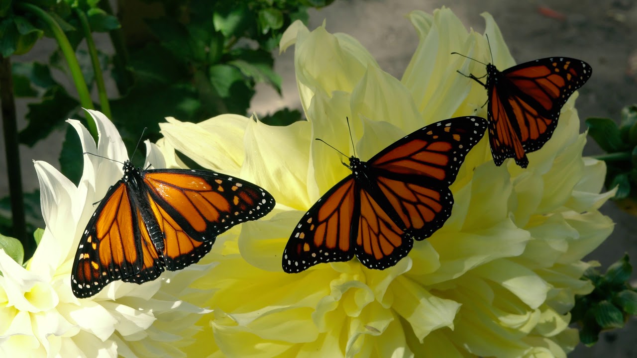 Monarch Butterfly Mariposa Monarca - YouTube