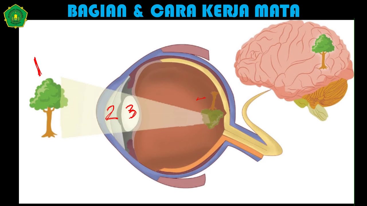 Kelas 4 Tema 5 Sifat sifat Cahaya , Bagian mata dan cara kerja mata ...