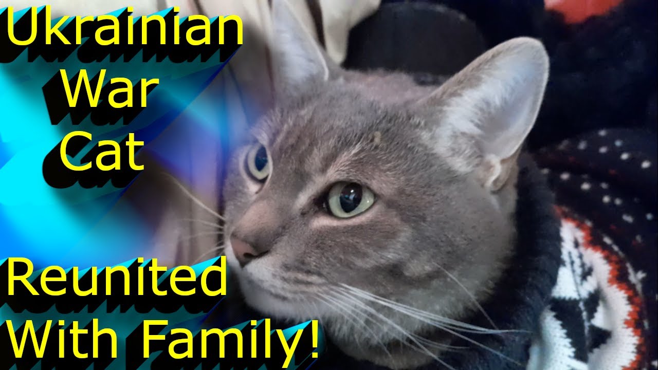 Ukrainian War Cat Reunited With Family! - YouTube