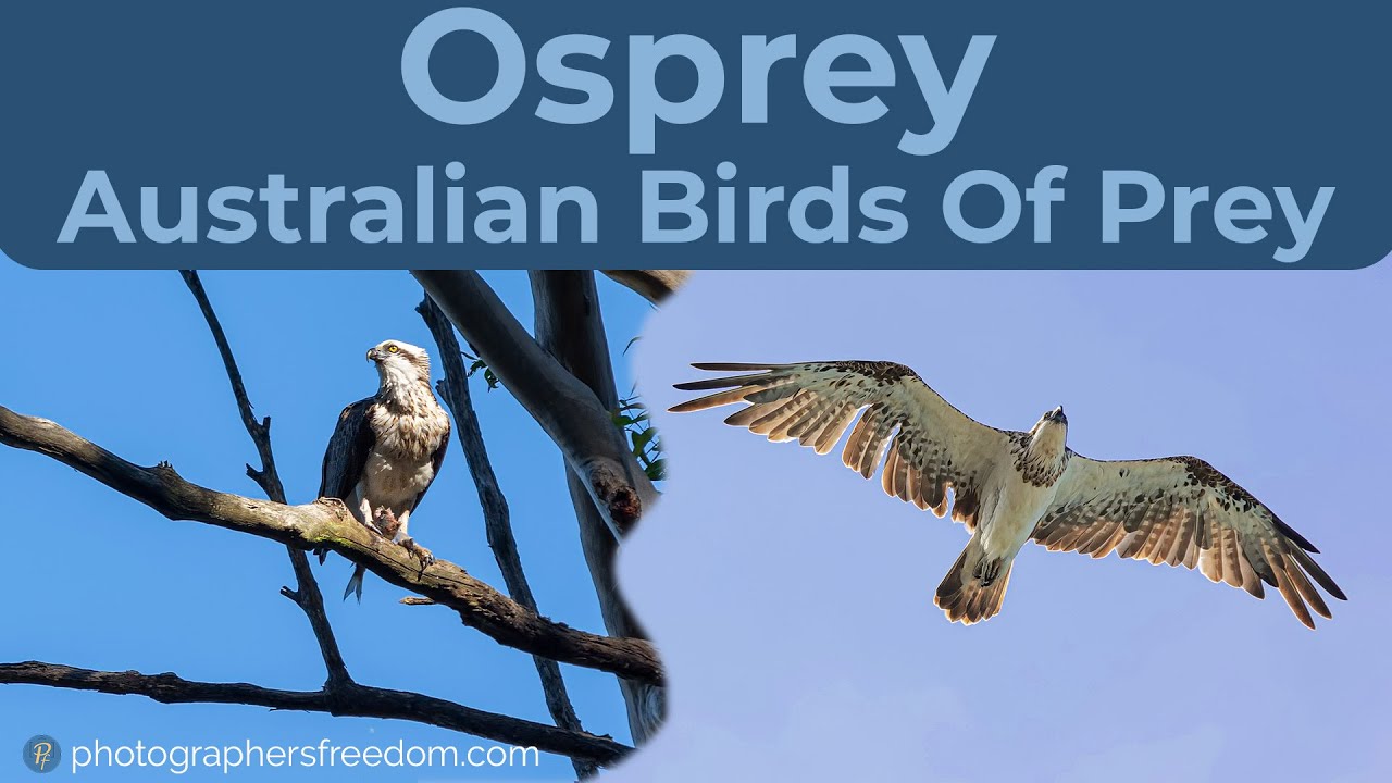 Osprey Australian Birds Of Prey - Osprey Photography Part 3 - YouTube