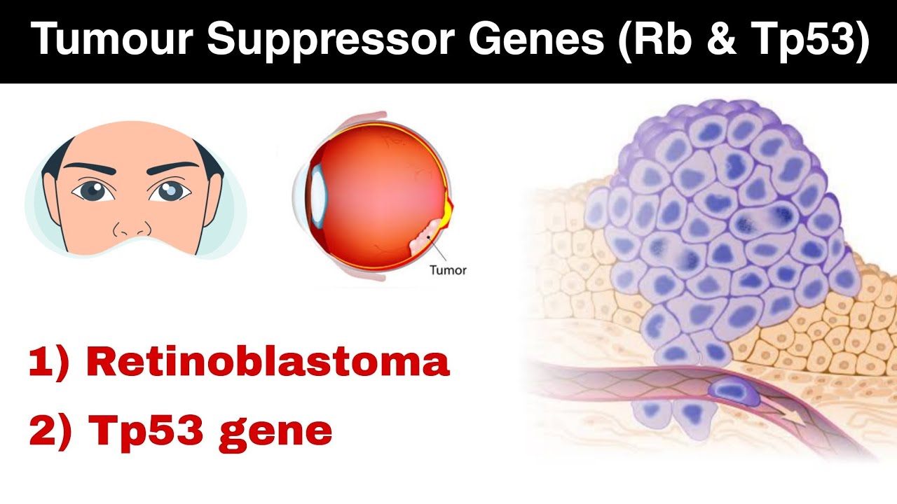 Tumour suppressor genes | Part-1|Rb and Tp53 gene | Retinoblastoma ...