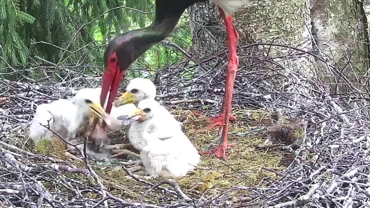 Must-toonekurg 2~Change and great breakfast by Jan~5:01 am 2021/06/27 ...