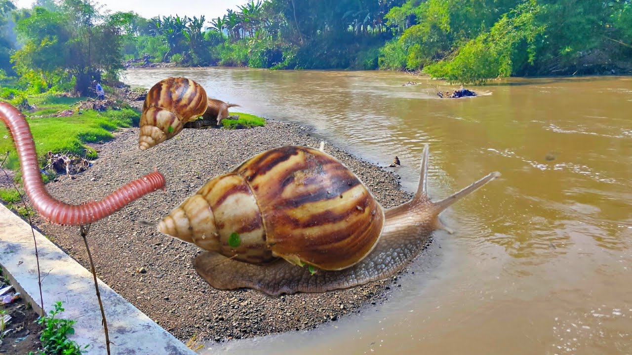 disungai ada siput besar, kepiting kelomang kaki seribu - YouTube