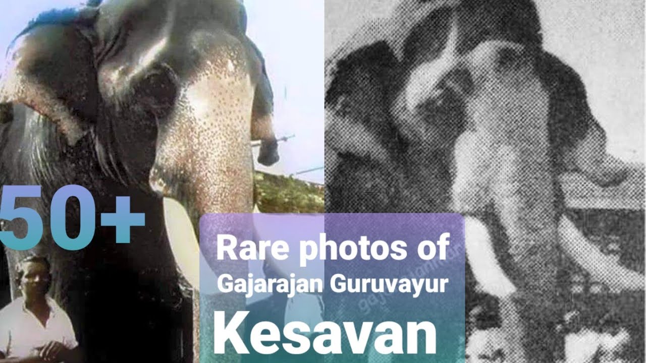 Rare photos of Gajarajan Guruvayur Kesavan - YouTube