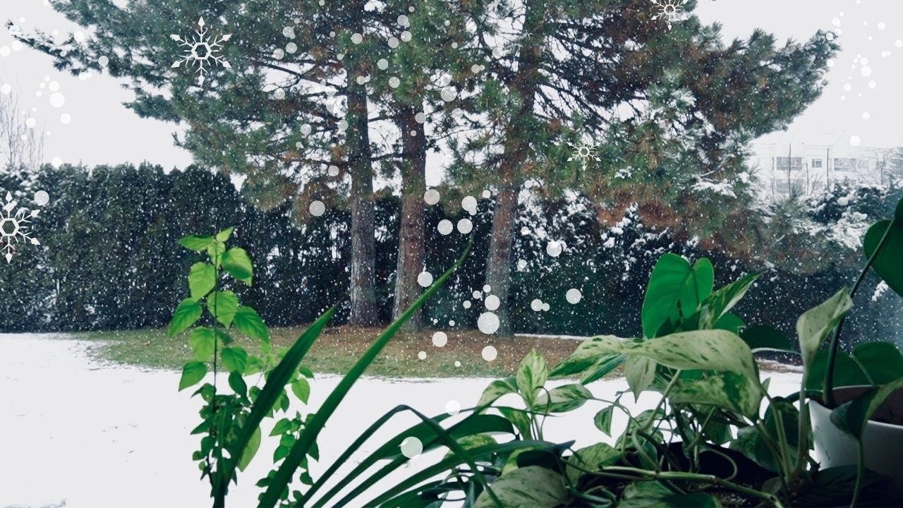 ASMR Snowy Ambiance: 1 Hour of Relaxing Snow Sounds with Birdsong - YouTube