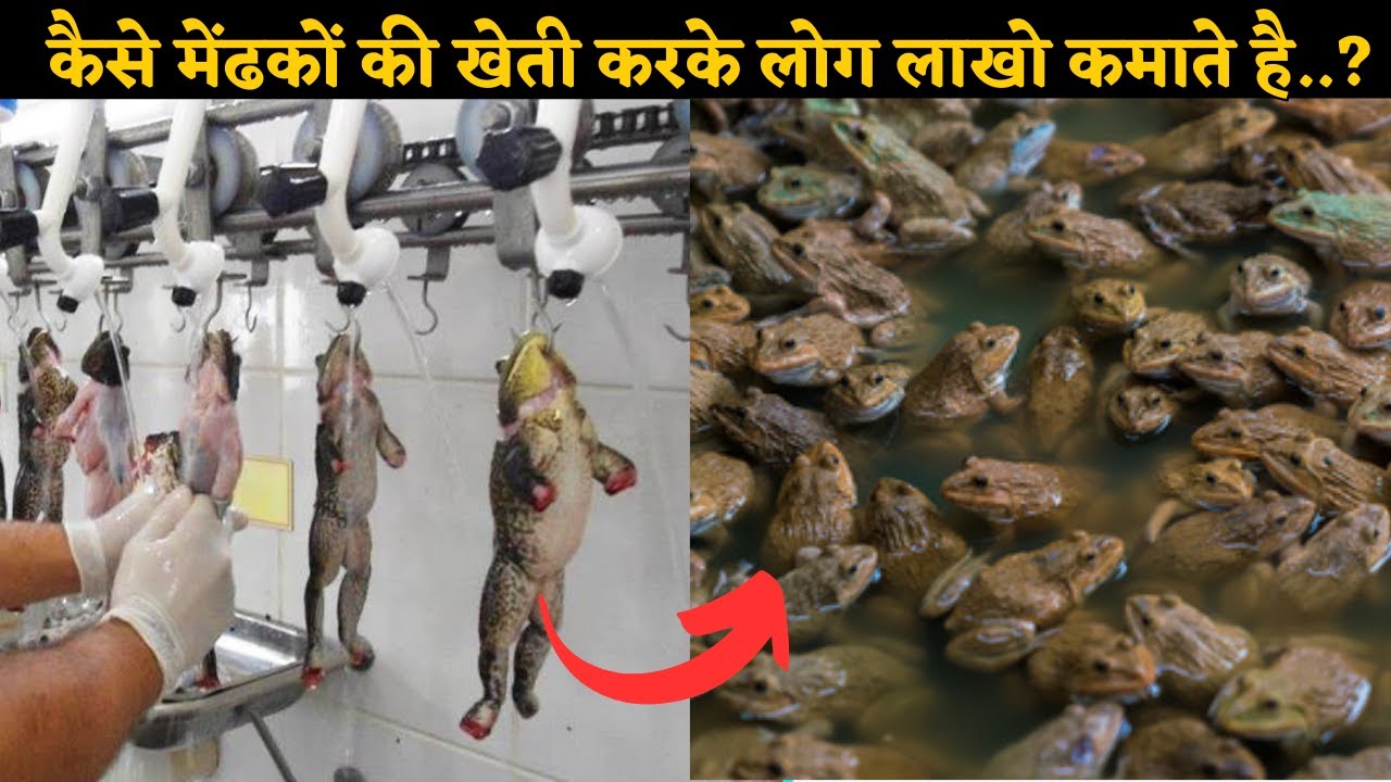 आखिर कैसे मेंढकों की खेती करके लोग लाखो कमाते है..? | Frog Farming ...