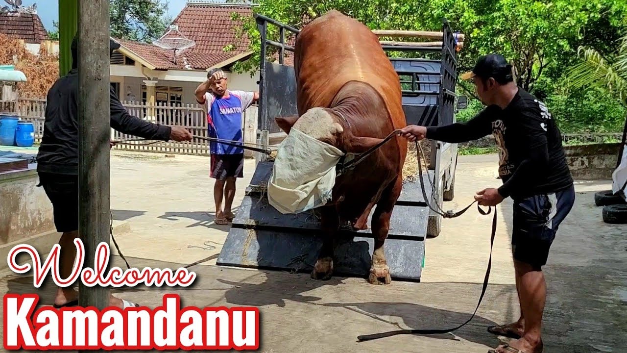 SELAMAT Datang Di Kandang Berkah Sammudera Farm KAMANDANU... - YouTube