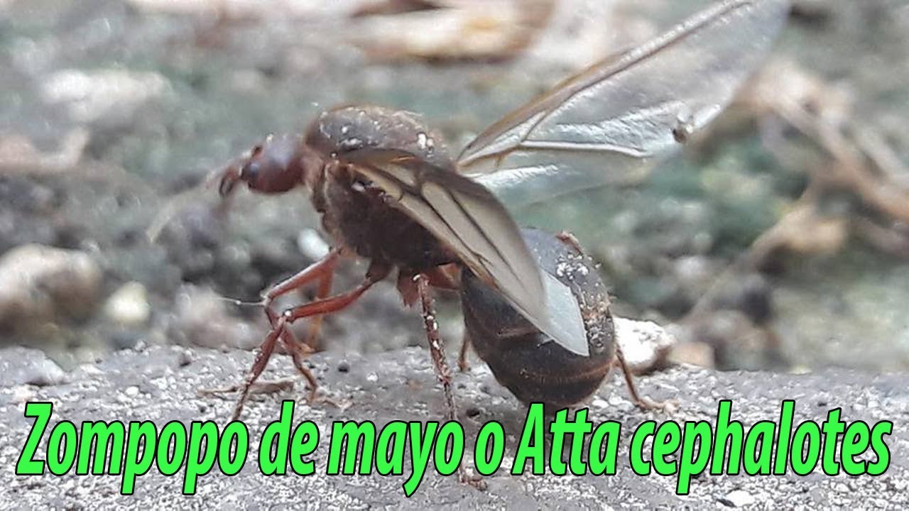 zompopos de mayo o Atta cephalotes - YouTube