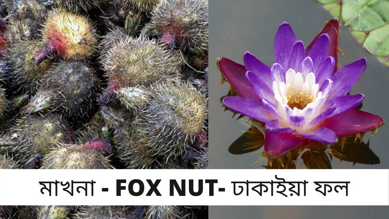 Makhna (মাখনা) । Fox Nut | Dhakaiya Food (ঢাকাইয়া খাবার) - YouTube