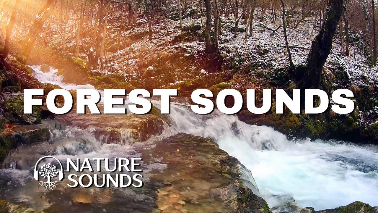 Nature Sounds Forest Sounds Bird Sounds Waterfall Nature Relaxing ...