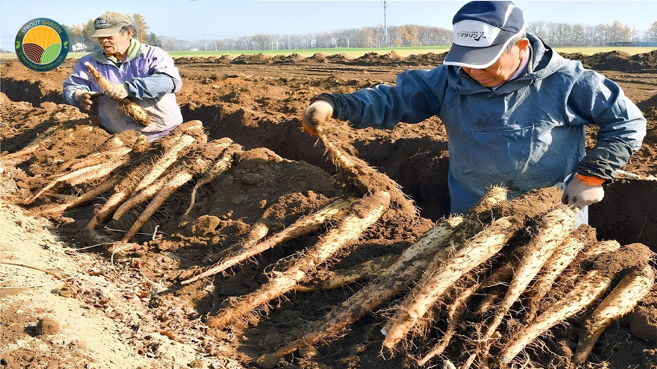 How Chinese Farmers Harvest Yams: Yam Processing Technology | Farming ...