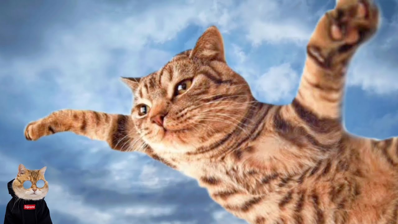 This editing video for cat lovers. - YouTube
