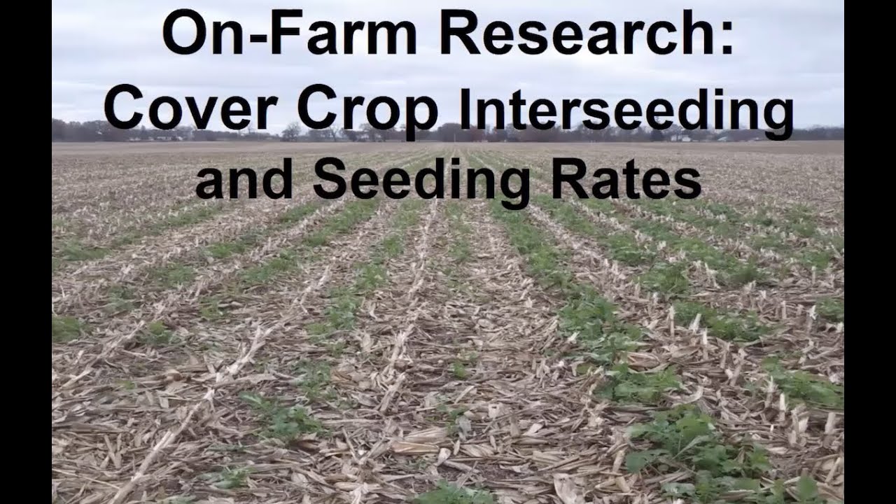 On Farm Research: Cover Crop Interseeding and Seeding Rates - YouTube