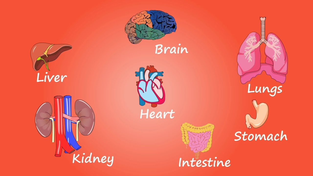 Human Organ System//Animation of Organ System - YouTube