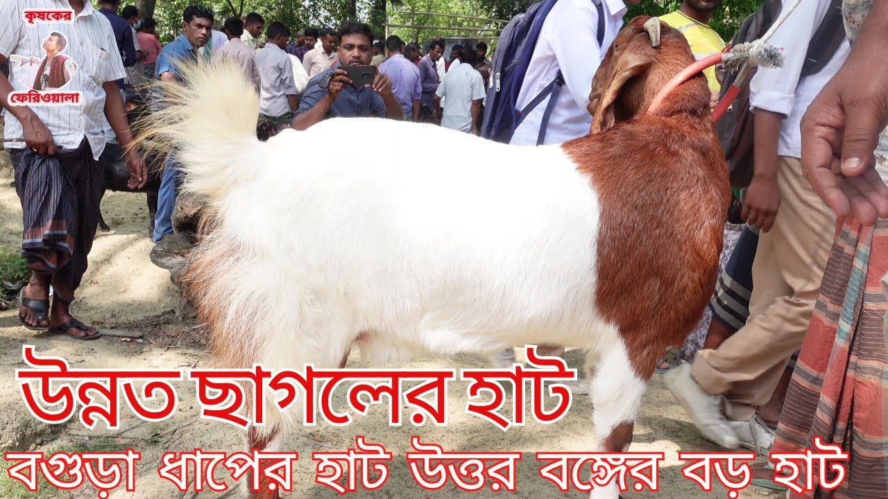 Sagol hat Dhaper hat 2023 || ধাপের হাট ছাগলের দাম ২০২৩ - YouTube