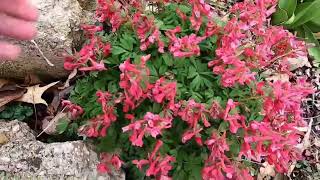 How I grow and care for Bird-in-a-bush, or Corydalis solida #gardeninginmyyard