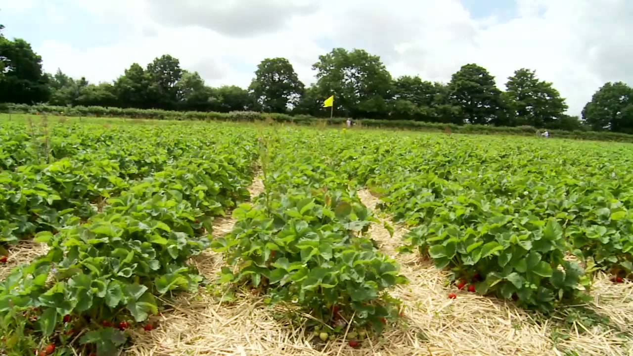 Tulleys Farm Shop - YouTube