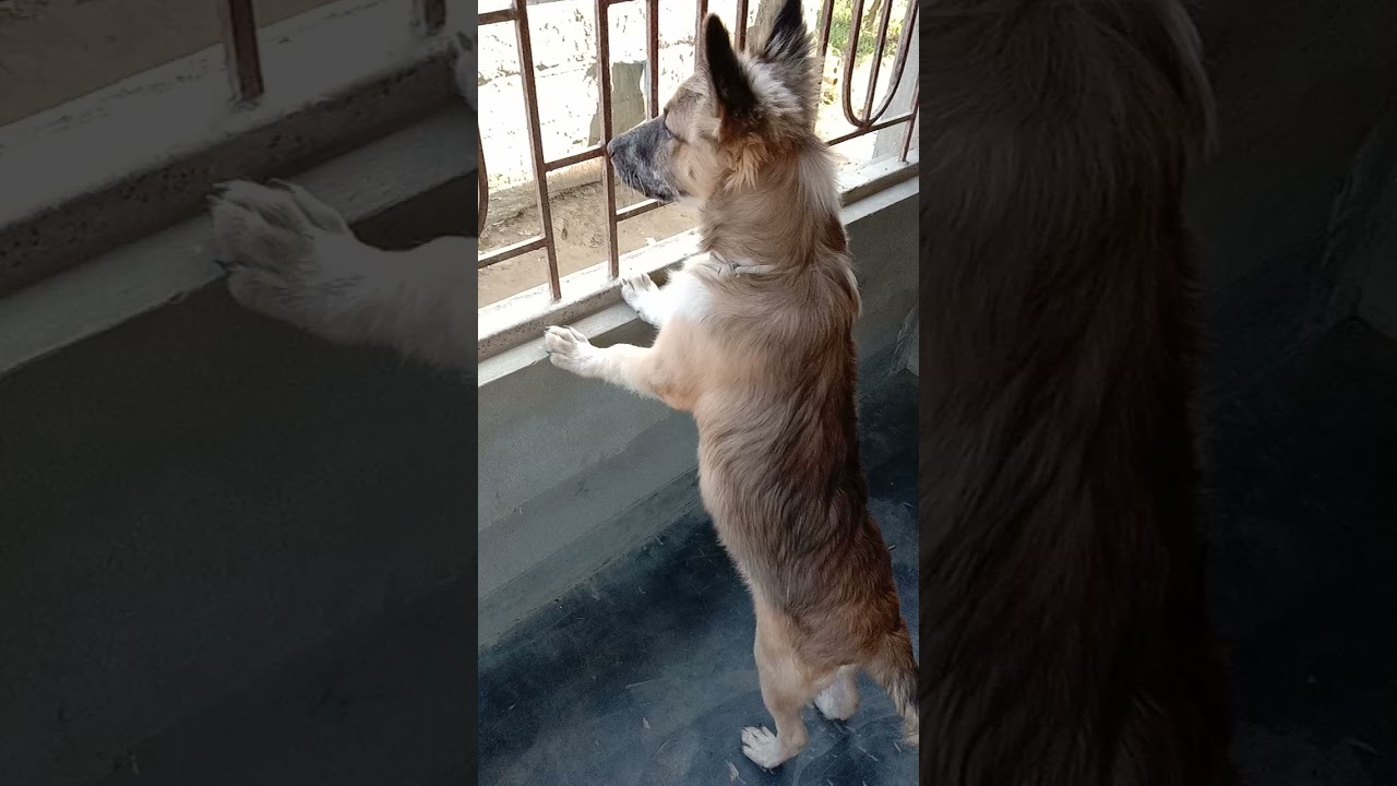 Jack the Naga dog/ Naga dog in Assam/ Jack' with angry view - YouTube