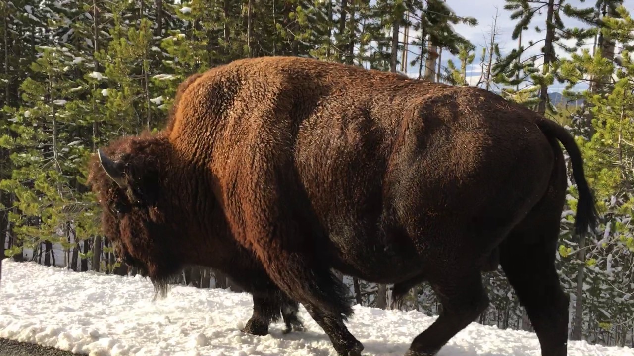 Face to Face with a 1 Ton Bison Bull - YouTube