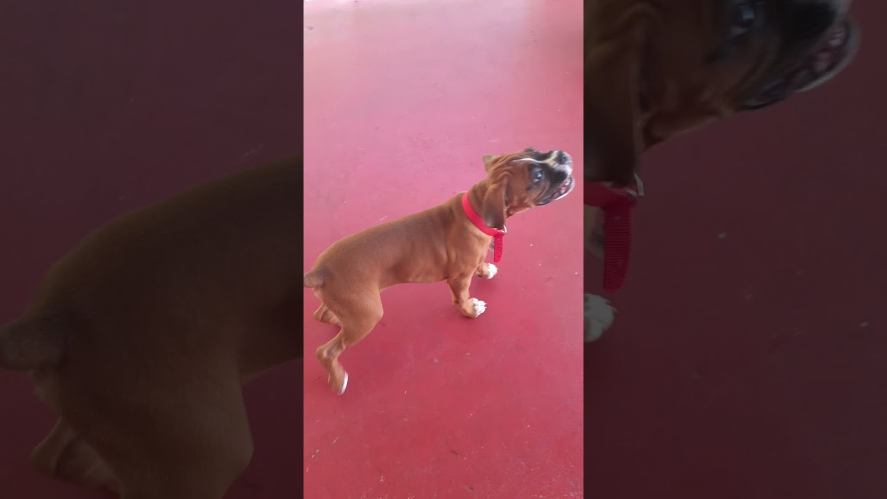 rocky the boxer dog showing his skills #rockytheboxer28 #short # ...