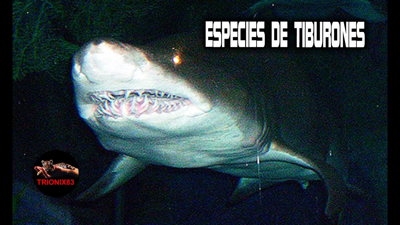 Todas las especies de tiburones que existen (LOS TIPOS DE TIBURONES ...