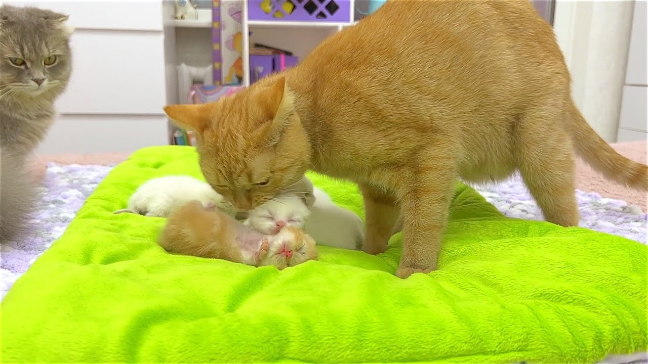 Momma cat's protective instinct: Ginger hides her kittens from Joanna ...