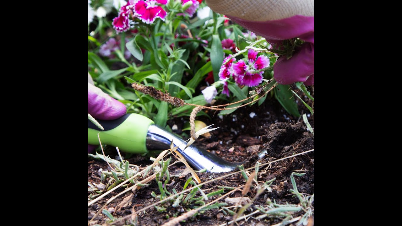 Review: Homegrown Garden Tools Ergonomic Hand Weeder - YouTube