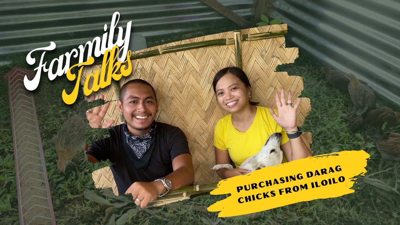 Farmily Talks 001: Purchasing Darag Chicks From Iloilo | Costs ...
