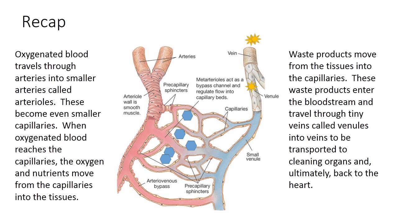 Phlebotomy Lesson 2.4 Types of Circulation - YouTube