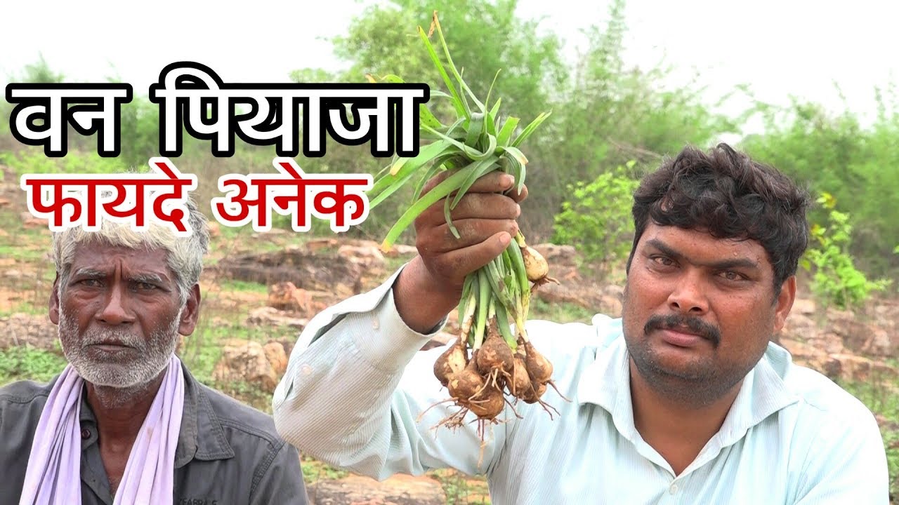 जंगली प्याज के फायदे/jangalee pyaaj,urginea indica - YouTube